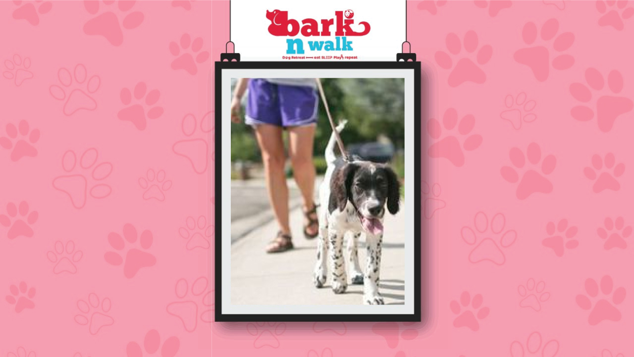 Why Bargaining at Dog Boarding Centres Make You Look Bad