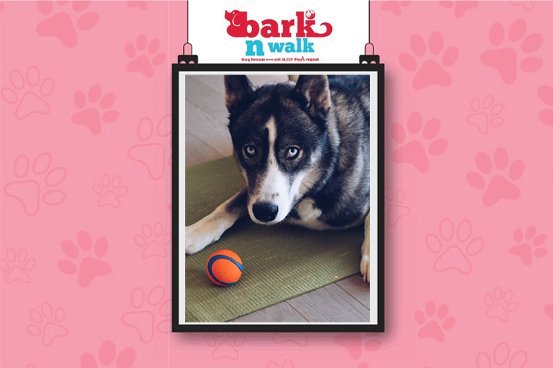 Dog’s personality changes over time just like yours